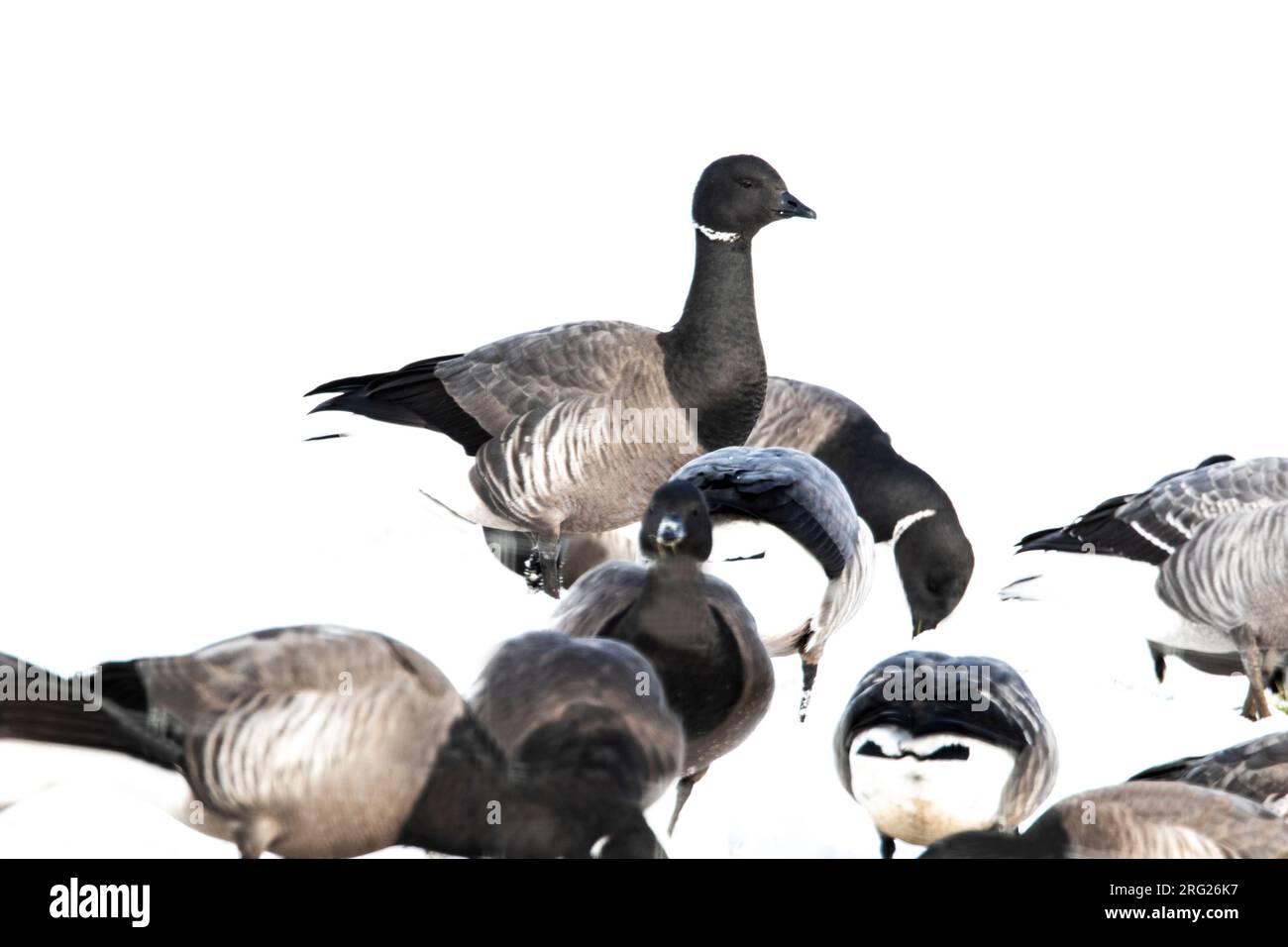 Dark-bellied Brent Goose, Rotgans, Branta bernicla Stock Photo - Alamy