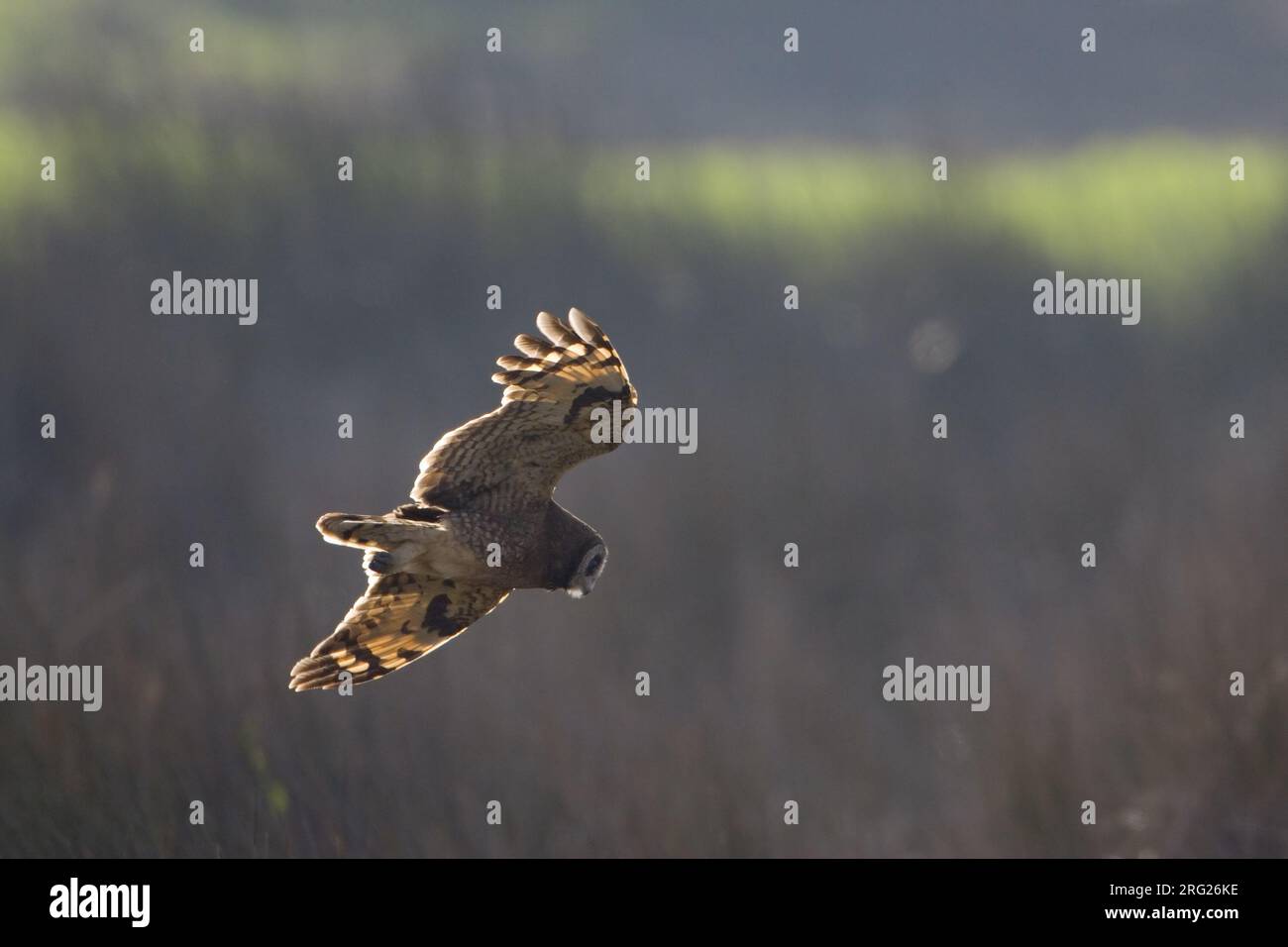 Afrikaanse Velduil jagend in moeras; Marsh owl hunting in marsh Stock ...