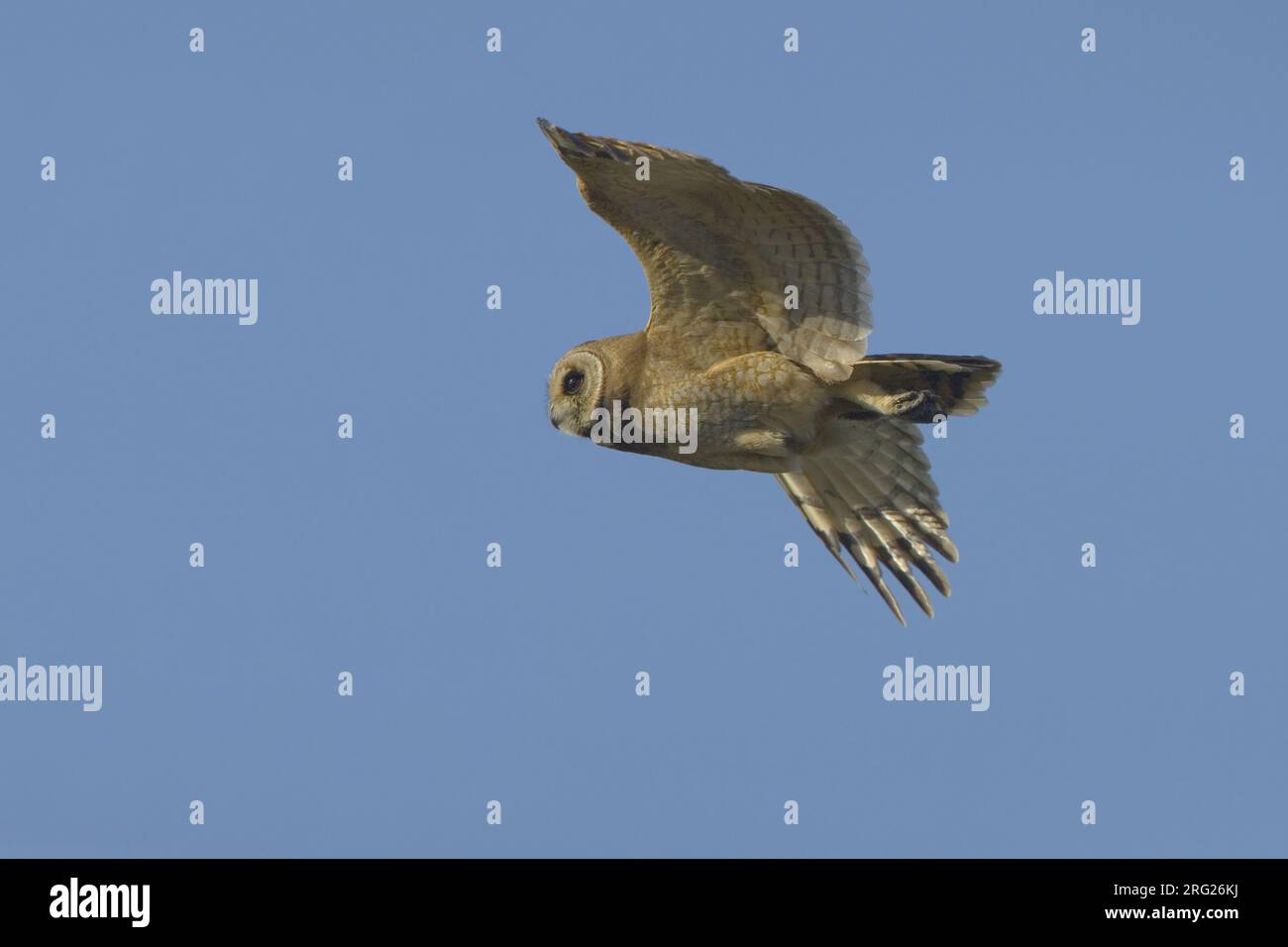 Afrikaanse Velduil jagend in moeras; Marsh owl hunting in marsh Stock ...