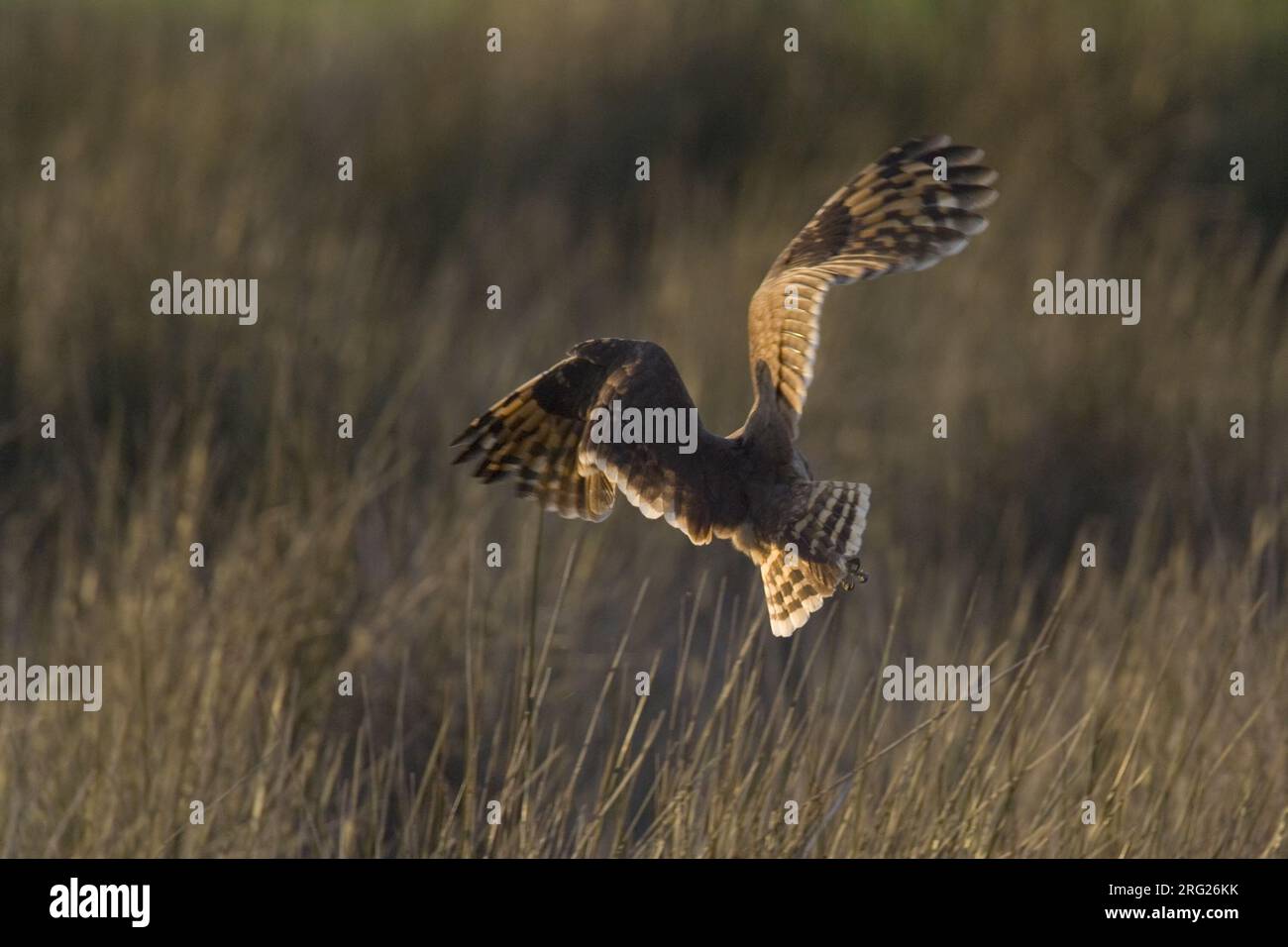 Afrikaanse Velduil jagend in moeras; Marsh owl hunting in marsh Stock ...