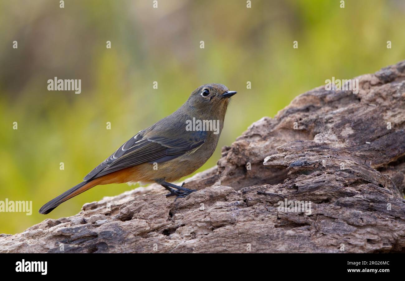 Blue-fronted Redstart (Phoenicurus frontalis) female at Doi Lang ...