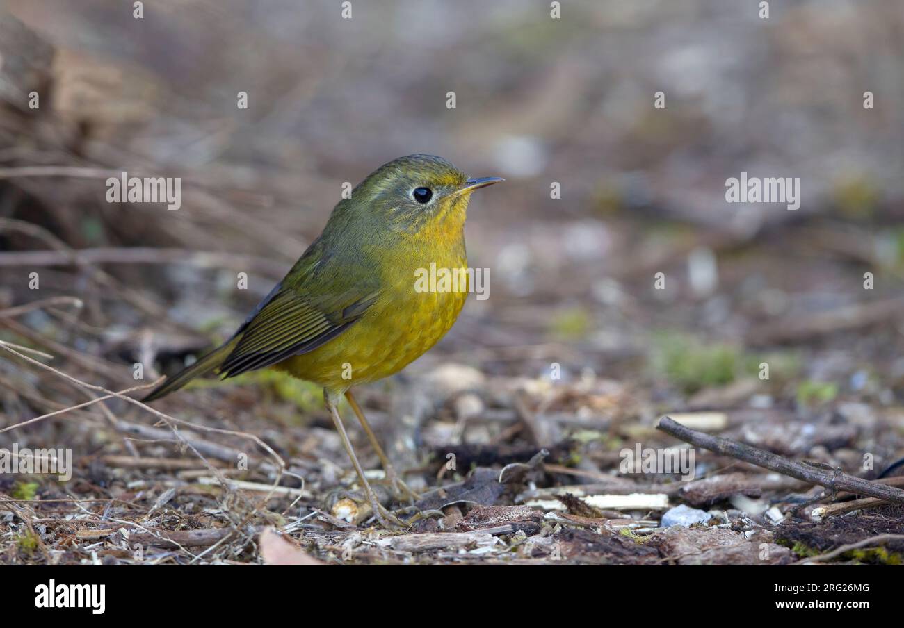 Golden Bush Robin (Tarsiger chrysaeus) at Doi Lang, Thailand Stock ...