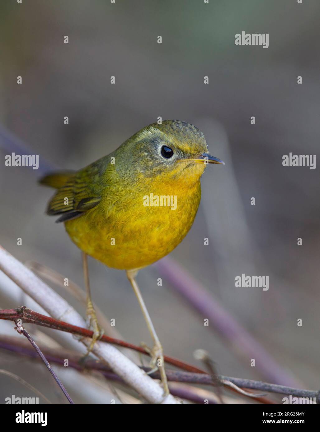 Golden Bush Robin (Tarsiger chrysaeus) at Doi Lang, Thailand Stock ...