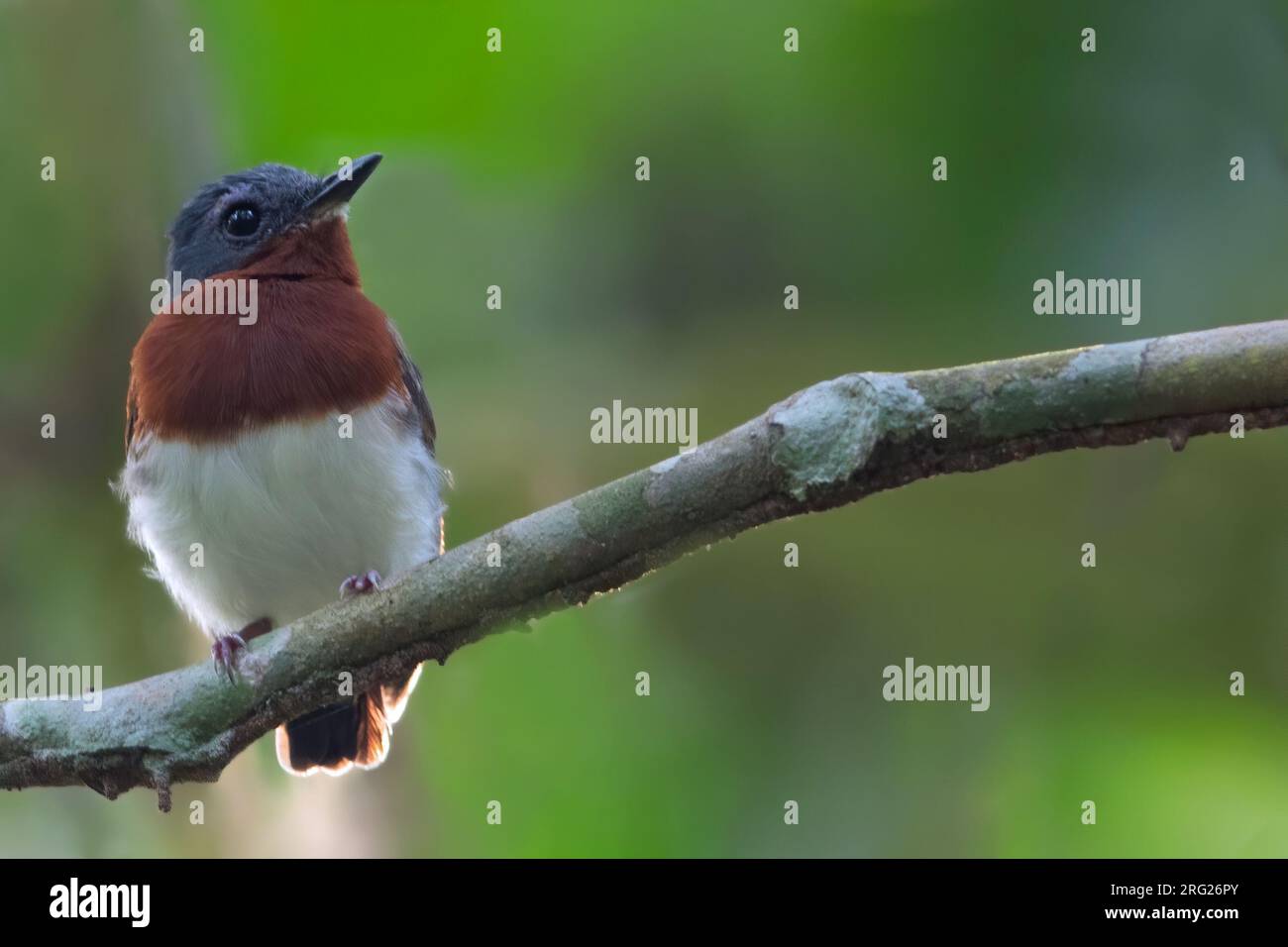 Female Chestnut Wattle-eye (Platysteira castanea) perched on a branch ...
