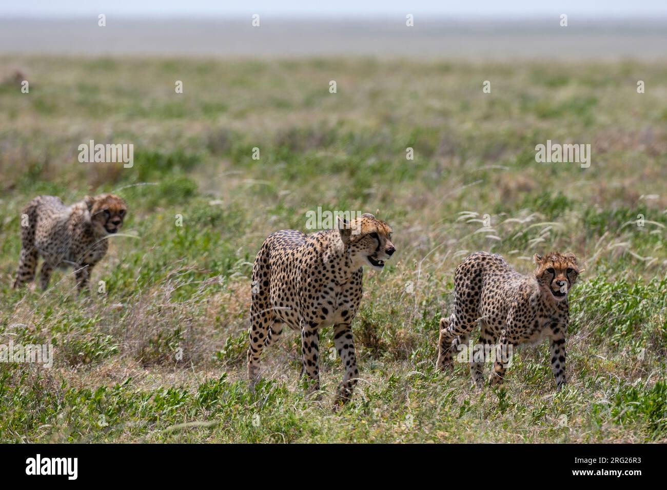 A cheetah, Acynonix jubatus, mother and cubs walking. Seronera ...