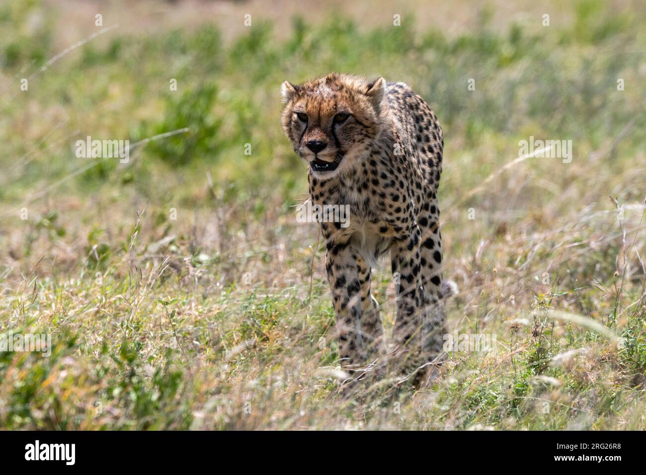A cheetah cub, Acynonix jubatus, walking. Seronera, Serengeti National ...