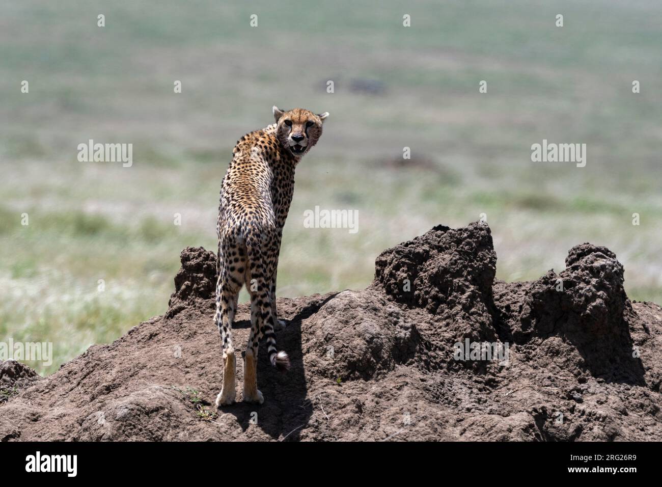 A female cheetah, Acynonix jubatus, on a termite mound and looking at ...