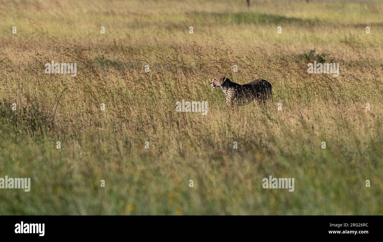 A cheetah, Acynonix jubatus, walks in tall grass. Seronera, Serengeti ...