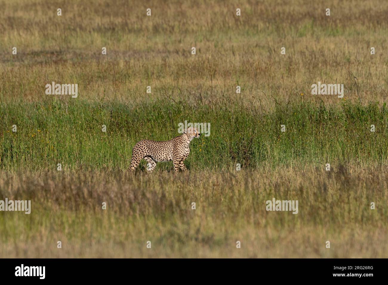 A cheetah, Acynonix jubatus, walks in the tall grass. Seronera ...