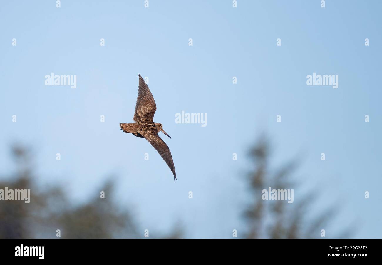Eurasian Woodcock (Scolopax rusticola) in flight agaisnt blue sky ...