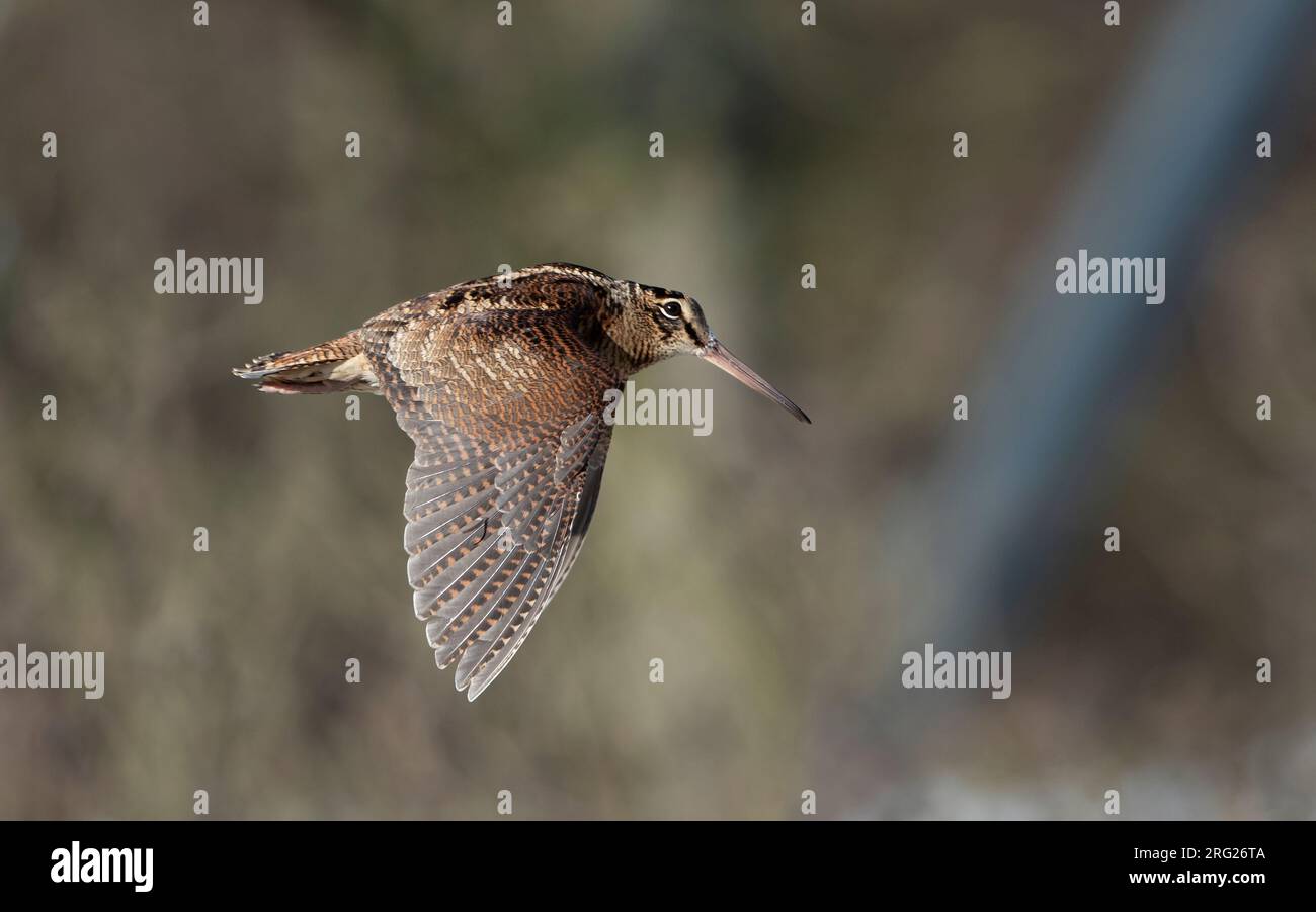 Eurasian Woodcock (Scolopax rusticola) in flight showing upperwing ...