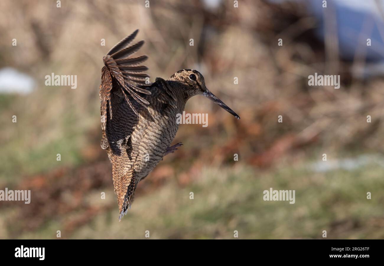 Eurasian Woodcock (Scolopax rusticola) sideview of bird in flgiht about ...