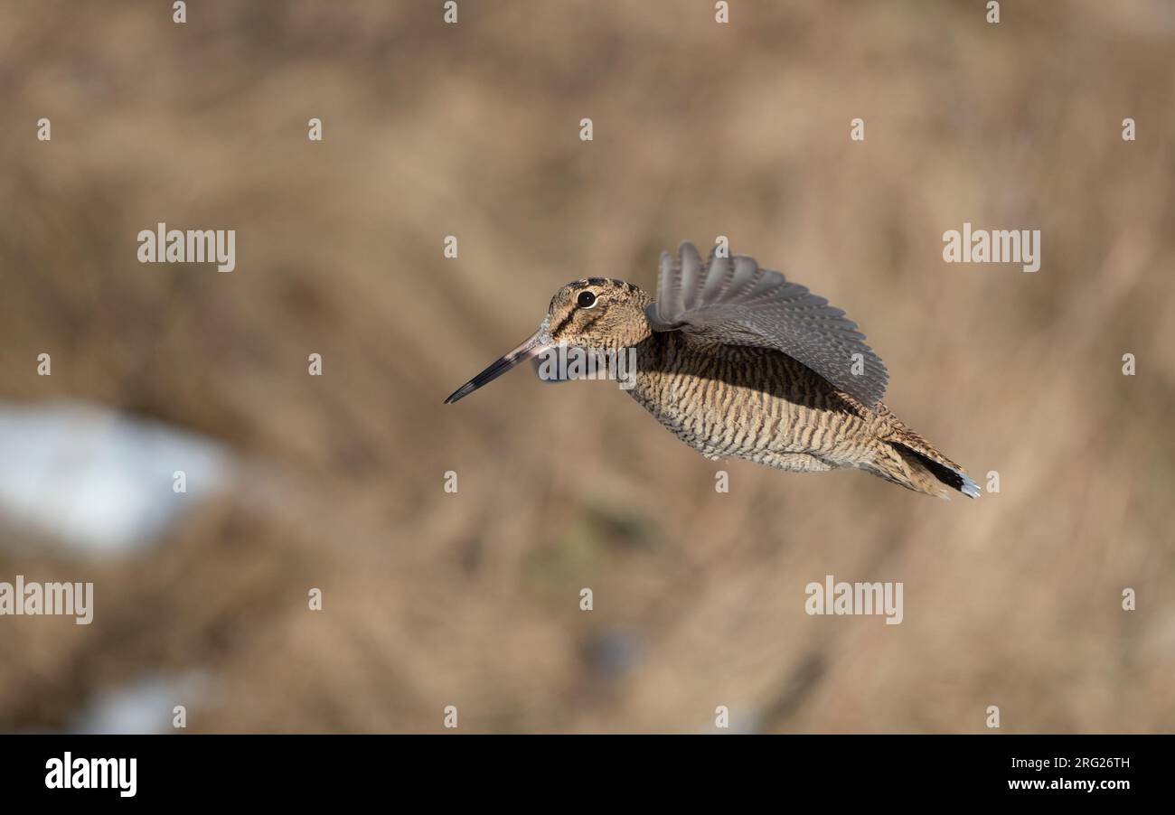 Eurasian Woodcock (Scolopax rusticola) sideview of a bird in flight ...