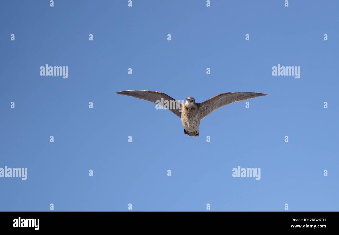 Eurasian Woodcock (Scolopax rusticola) bird in flight showing underwing ...
