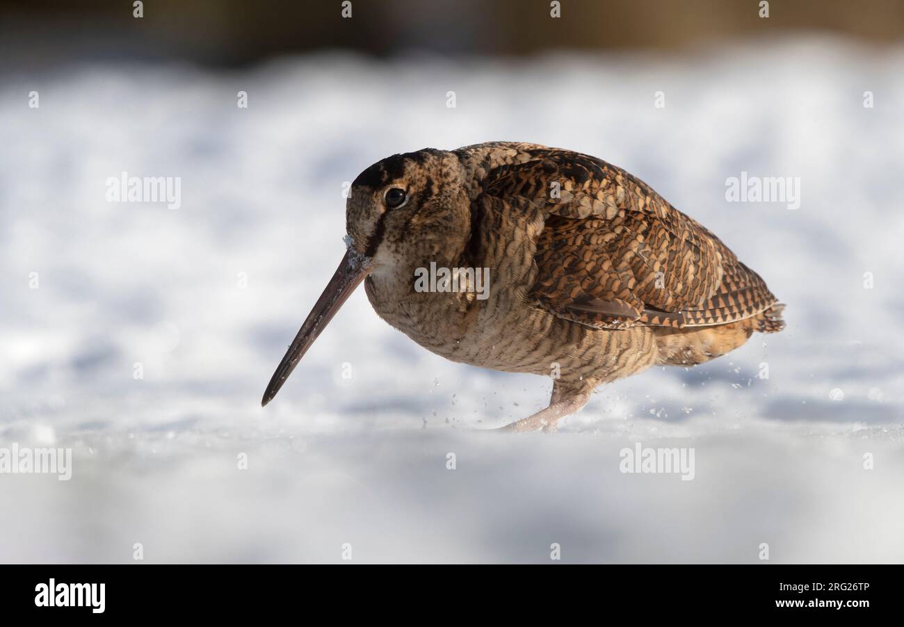 Eurasian Woodcock (Scolopax rusticola) feeding in snow at Blåvand ...