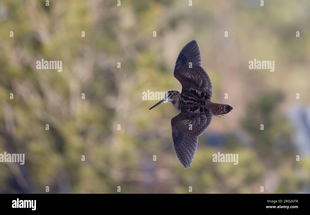 Eurasian Woodcock (Scolopax rusticola) in flight showing upperwing ...