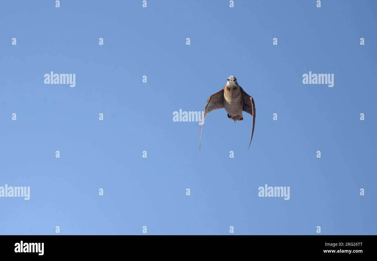 Eurasian Woodcock (Scolopax rusticola) bird in flight showing underwing ...