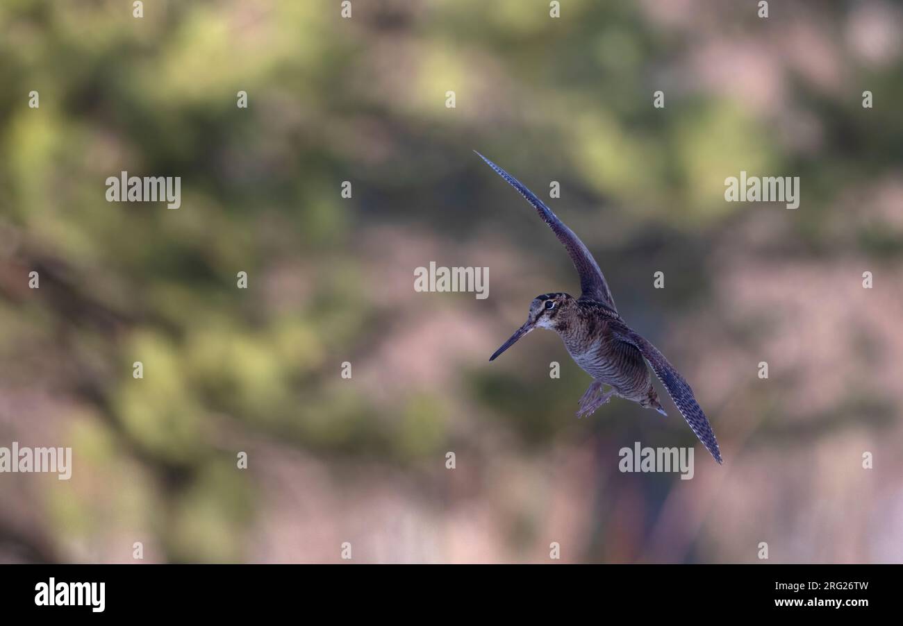 Eurasian Woodcock (Scolopax rusticola) in flight against forest ...