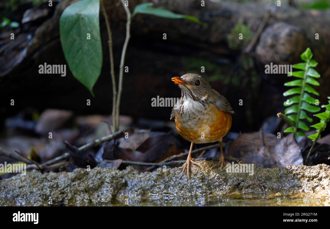 Black-breasted Thrush (Turdus dissimilis) adult female at Doi Angkang ...