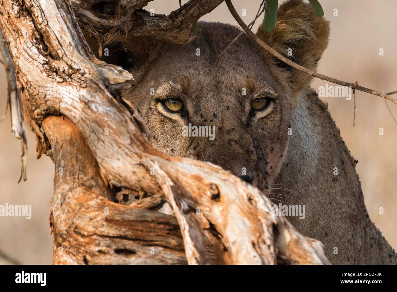 Dead lioness hi-res stock photography and images - Alamy