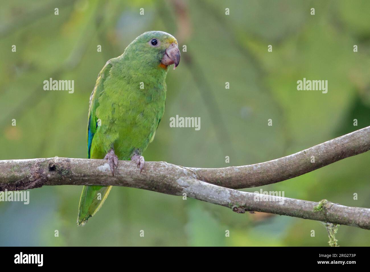 Cobalt-winged Parakeet (Brotogeris cyanoptera cyanoptera) at Reserva ...