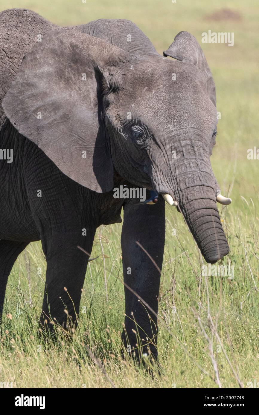 A young African elephant, Loxodonta africana, with a short trunk ...