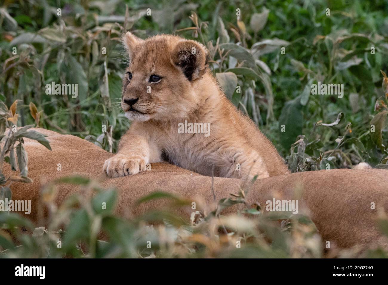 A six weeks old lion cub, Panthera leo, on its mother. Ndutu ...