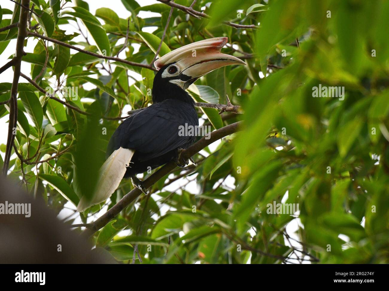 Palawan Hornbill (Anthracoceros marchei) Sabang, on the island Palawan ...