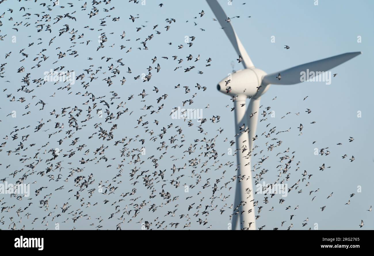 Avian flying blue sky windmill hi-res stock photography and images - Alamy