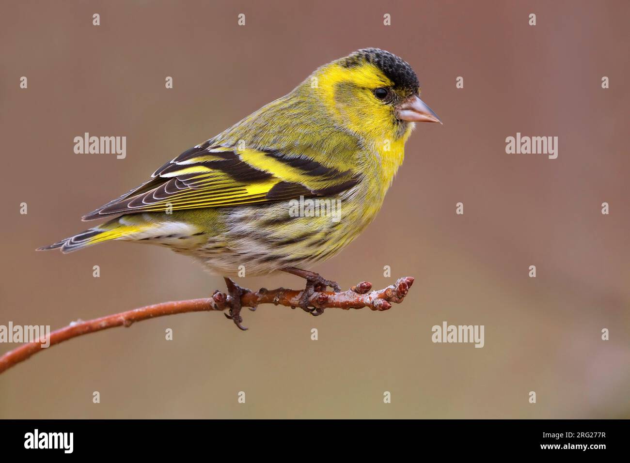 Mannetje Sijs zittend op een tak; Male Eurasian Siskin perched on a ...