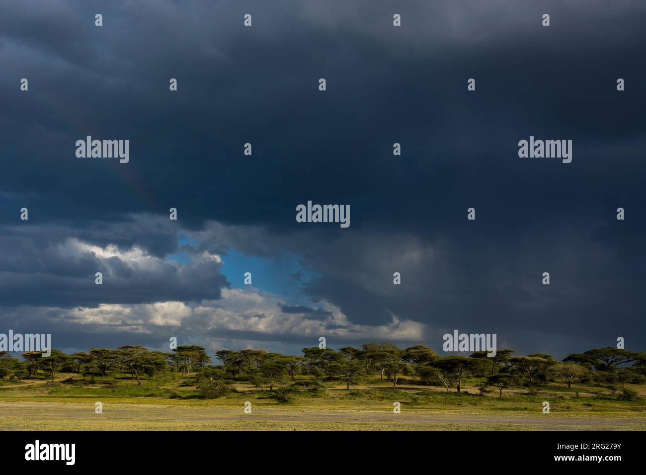 Rainstorm over acacia trees. Ndutu, Ngorongoro Conservation Area ...