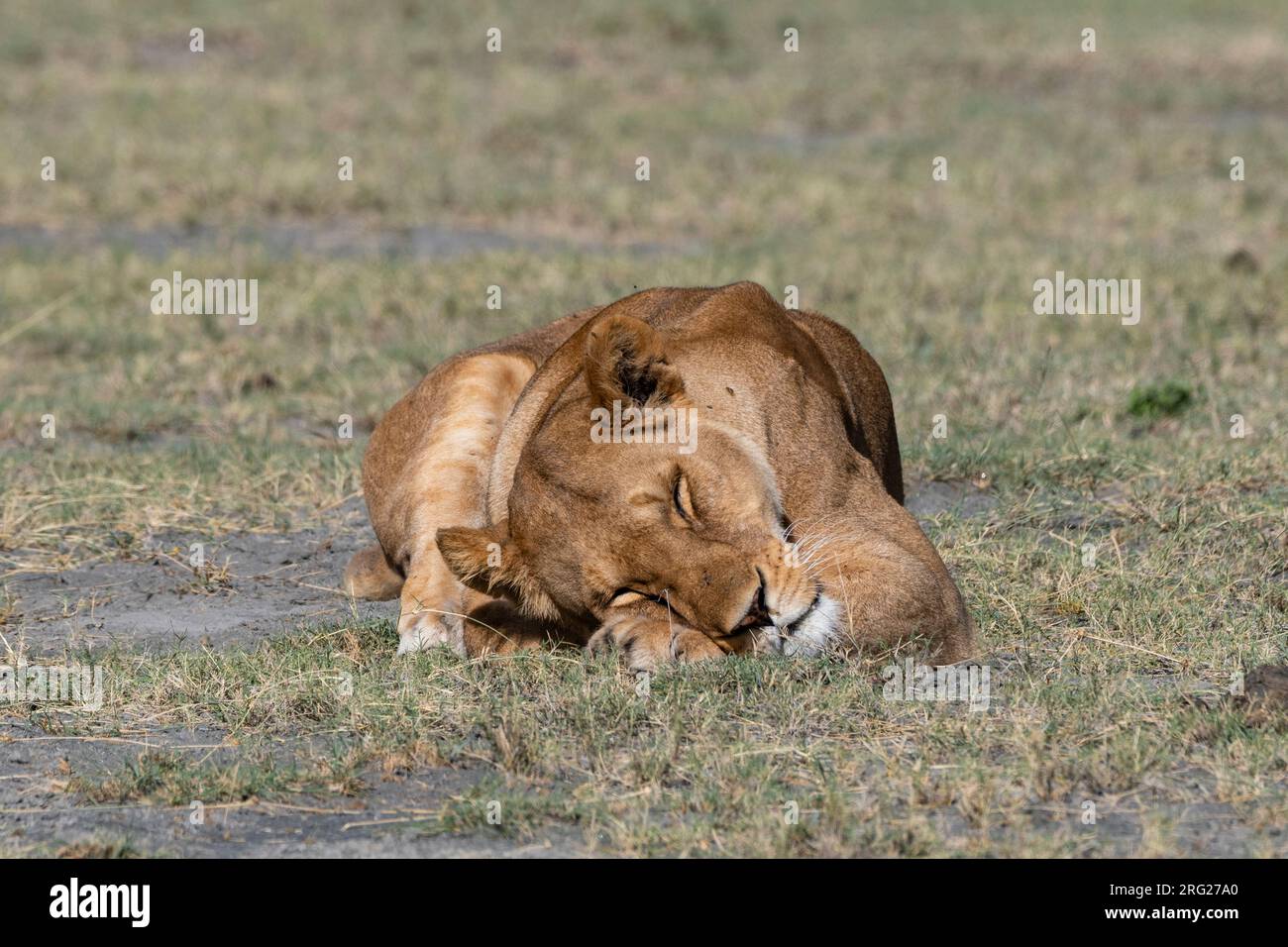 A lioness, Panthera leo, sleeping. Ndutu, Ngorongoro Conservation Area ...