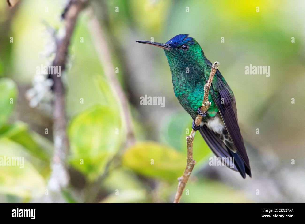 Indigo-capped Hummingbird (Saucerottia cyanifrons) at Huila, Colombia ...