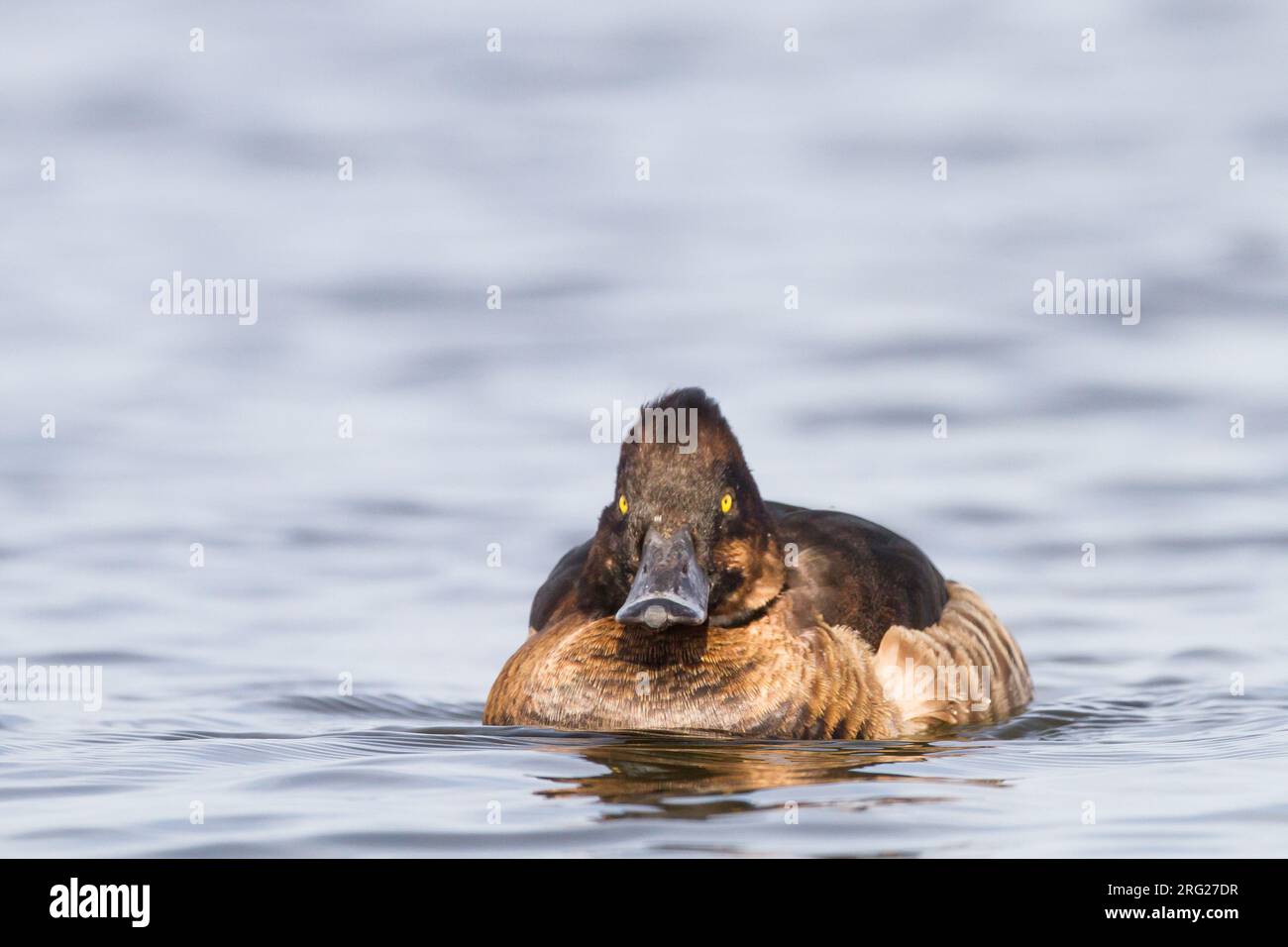 Kuifeend, Tufted Duck, Aythya fuligula older female showing male ...