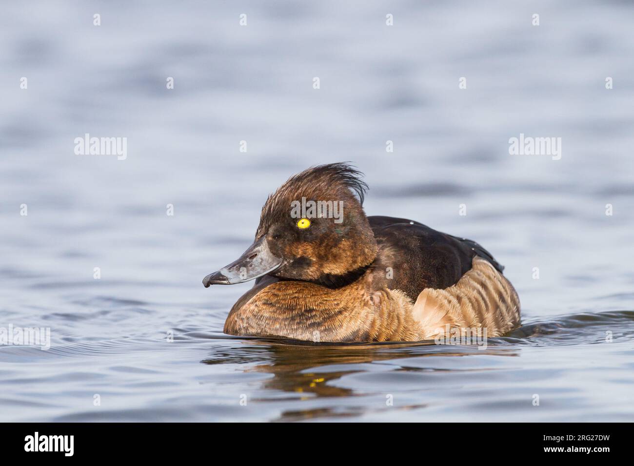 Kuifeend, Tufted Duck, Aythya fuligula older female showing male ...