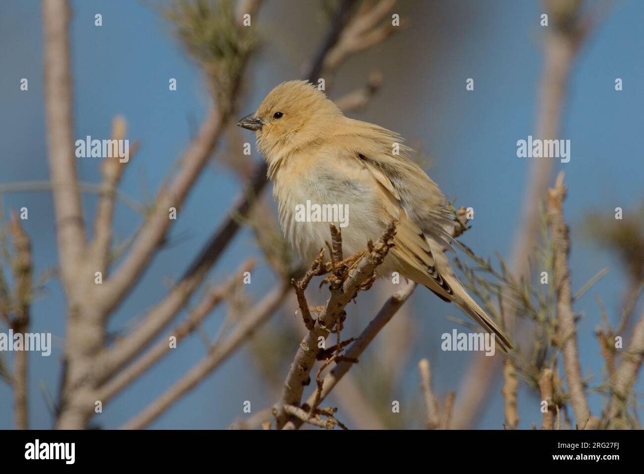 Woestijnmus in typisch habitat; Desert Sparrow in typical habitat Stock ...