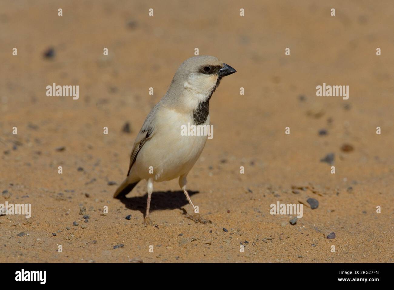 Woestijnmus in typisch habitat; Desert Sparrow in typical habitat Stock ...