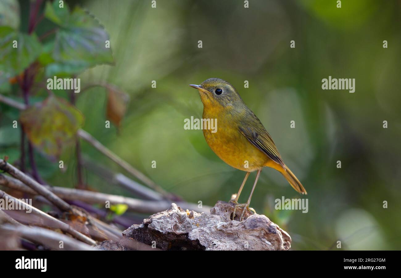 Golden Bush Robin (Tarsiger chrysaeus) at Doi Lang, Thailand Stock ...