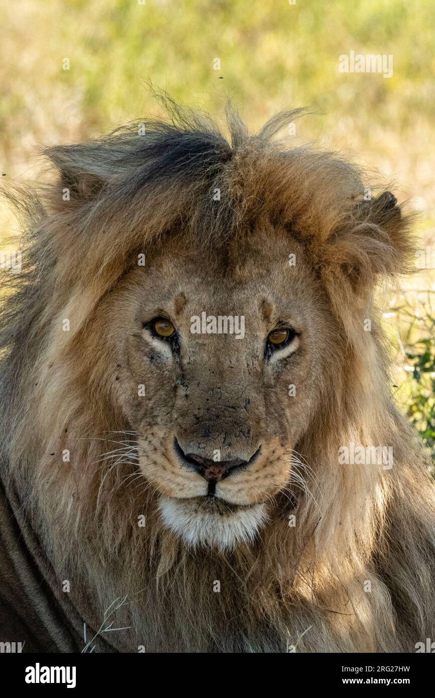 A male lion, Panthera leo, looking at the camera. Ndutu, Ngorongoro ...