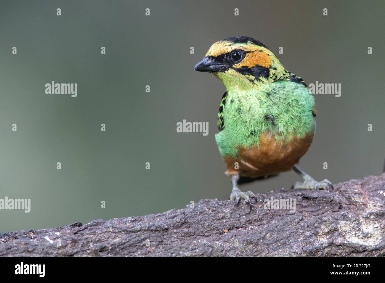 Golden eared tanager hi-res stock photography and images - Alamy
