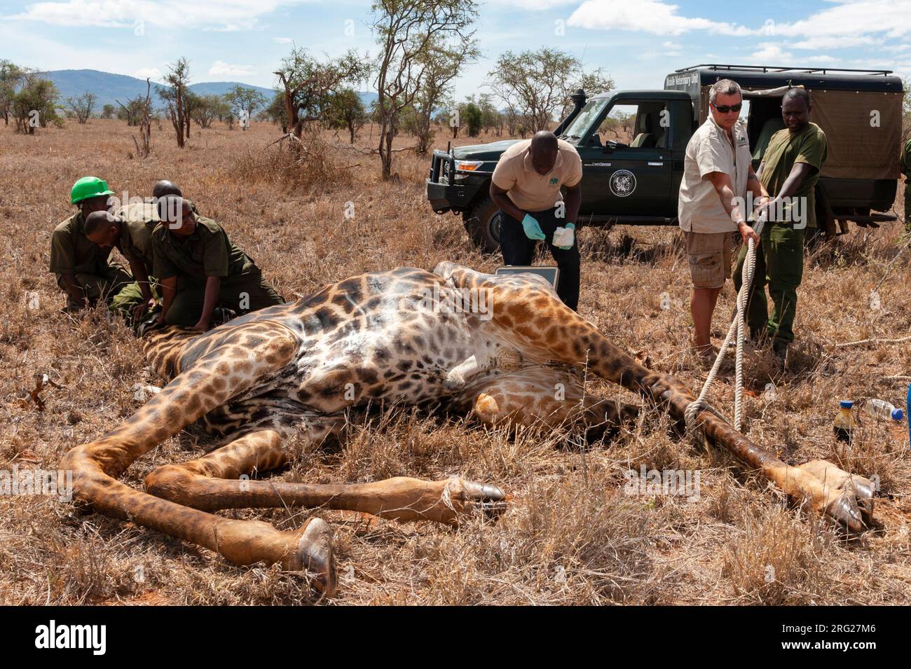 A wounded giraffe, with a poacher's snare on leg, is sedated so it can ...