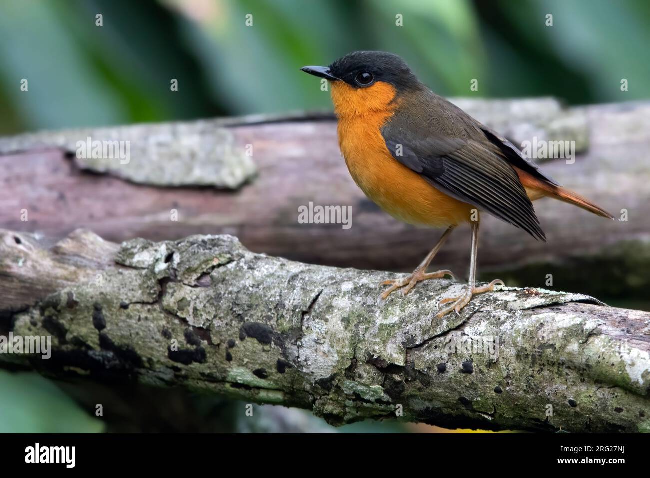 Short-tailed Akalat () perched on a branch in a rainforest on Bioko ...
