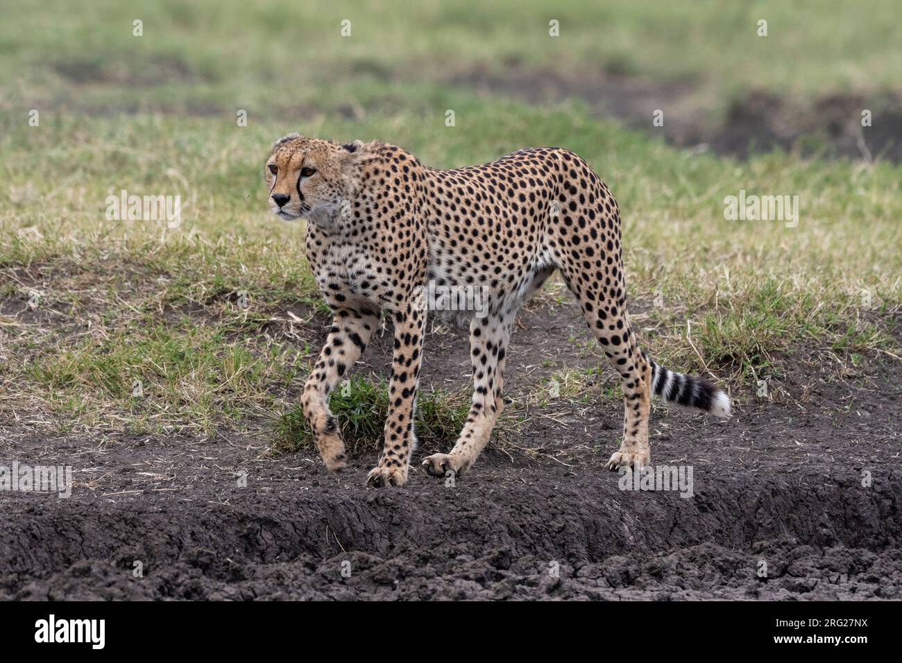 A cheetah, Acynonix jubatus, walking. Ndutu, Ngorongoro Conservation ...