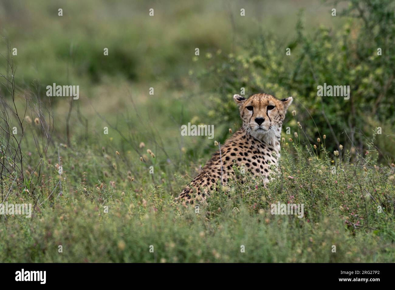 A cheetah, Acynonix jubatus, sitting in the tall grass. Ndutu ...