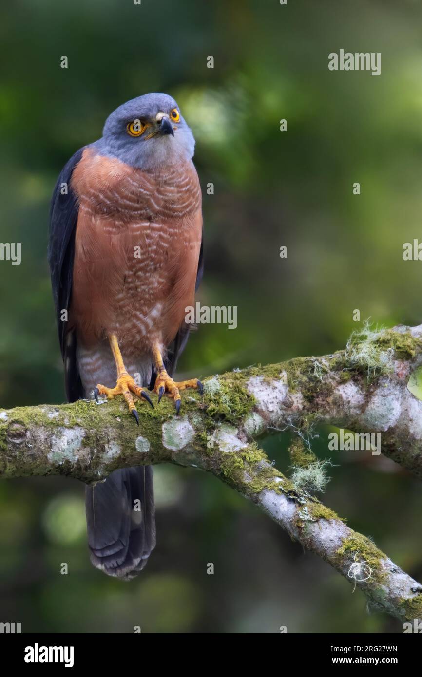 Male Red-chested Goshawk (Accipiter toussenelii) perched on a branch in ...