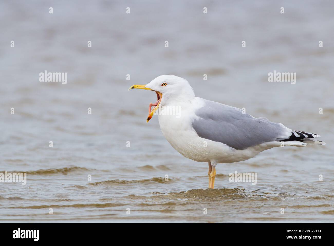 Yellow-legged Gull, Larus michahellis, adult winter standing in water ...