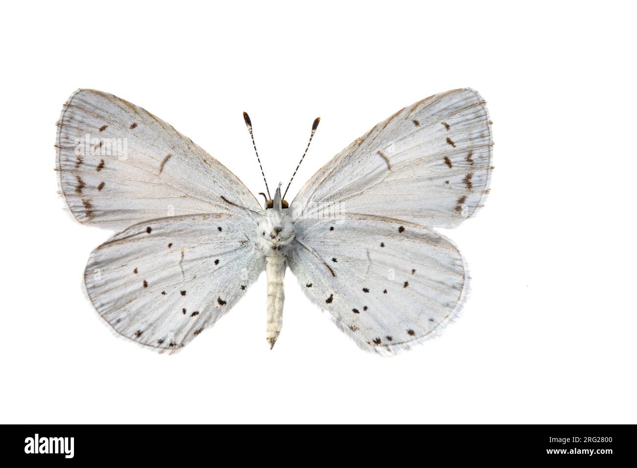 Holly insects Cut Out Stock Images & Pictures - Alamy