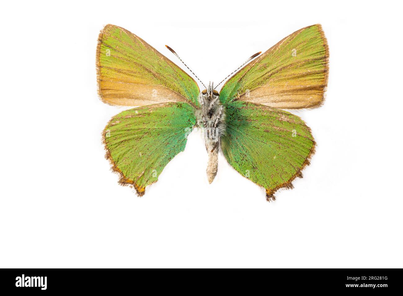 Green Hairstreak Butterfly