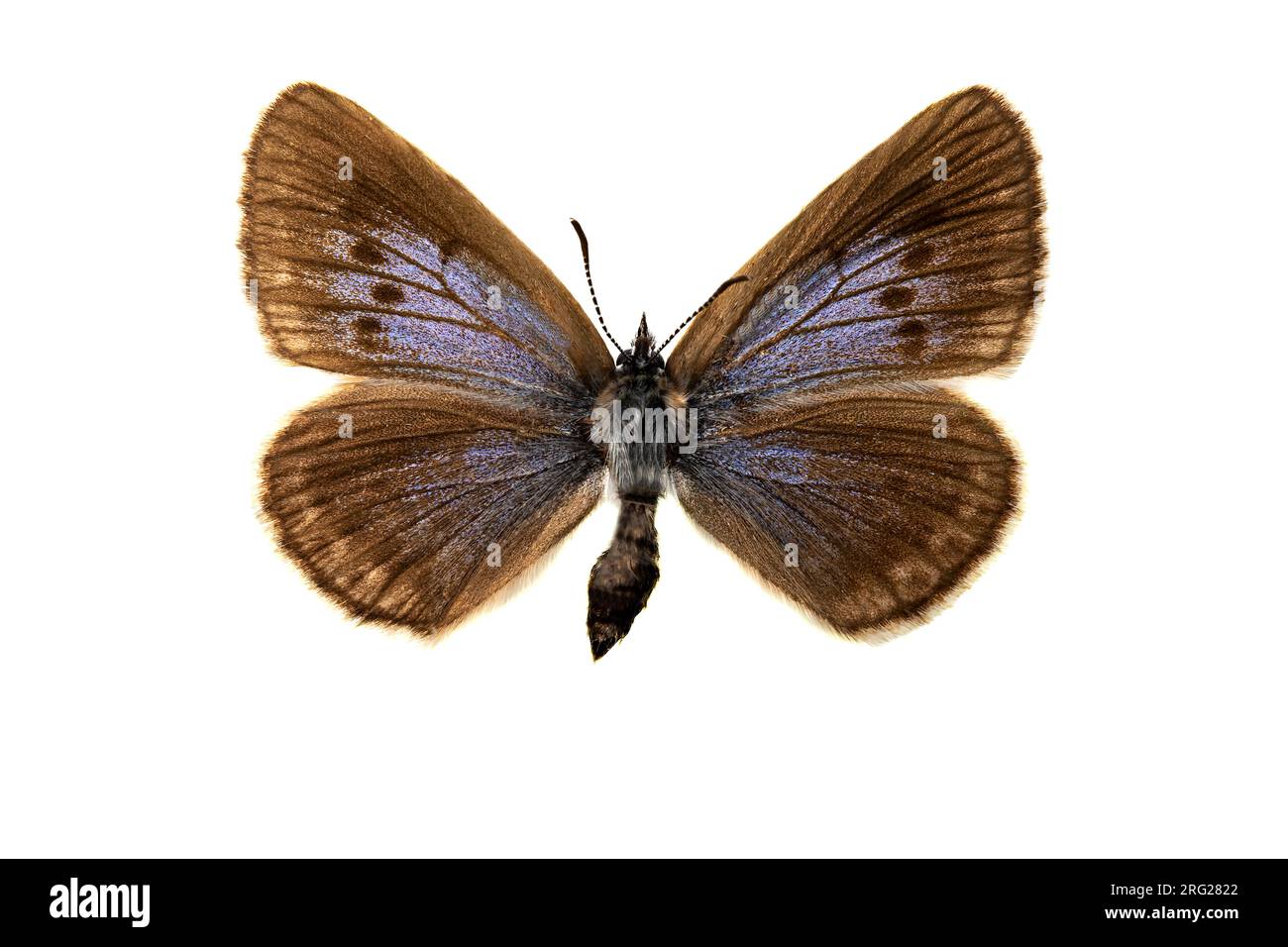 Alcon blue butterfly Cut Out Stock Images & Pictures - Alamy