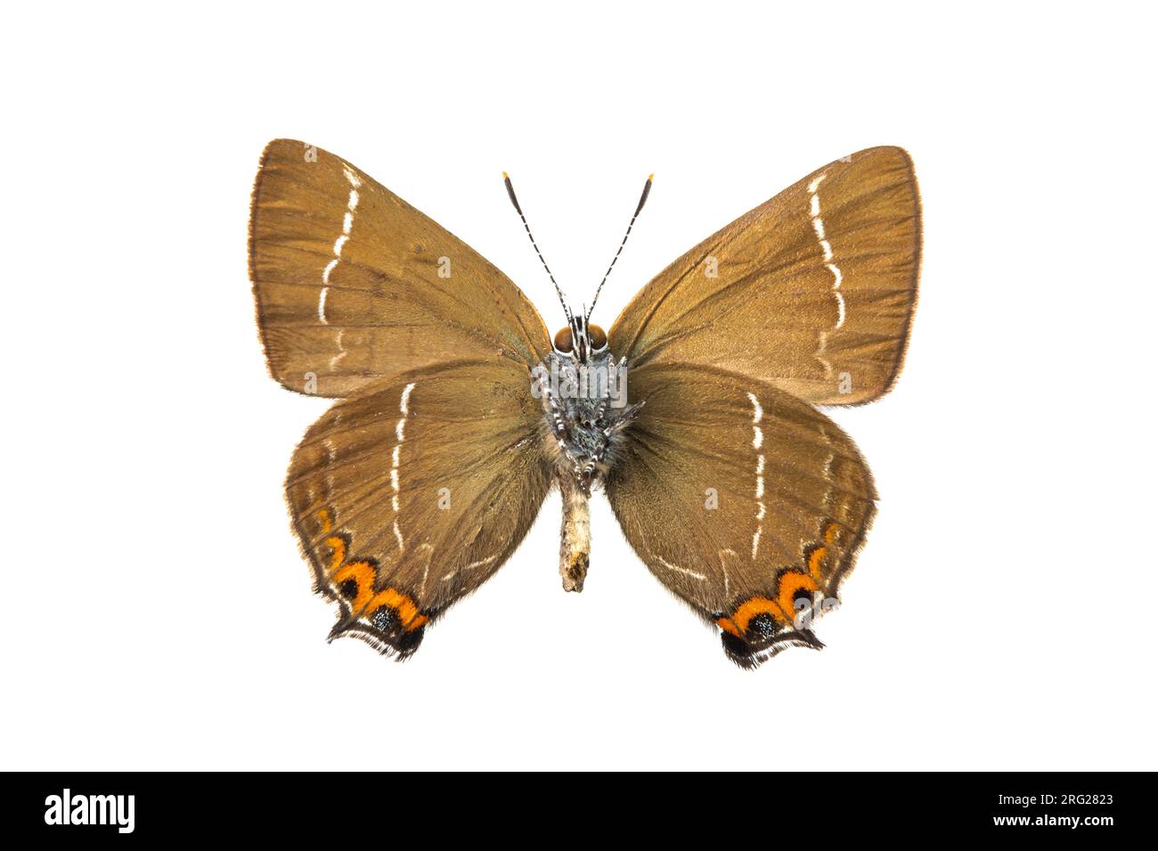 White-letter Hairstreak , Iepenpage, Satyrium w-album Stock Photo - Alamy